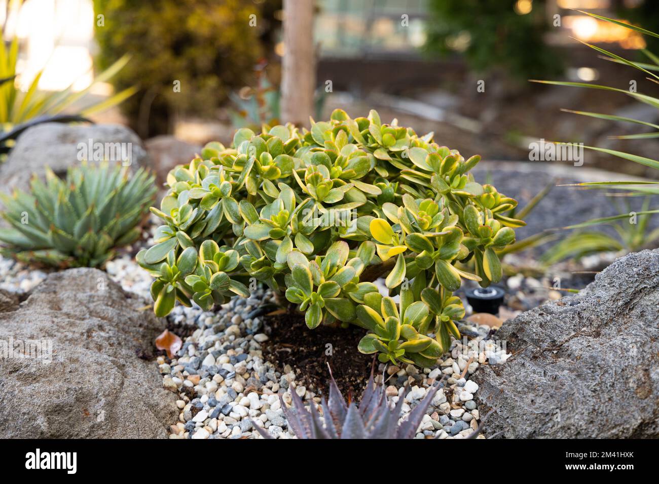 The Variegated Jade Plant in the succulent garden Stock Photo - Alamy