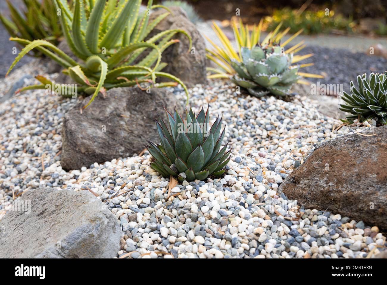 The Agave "Blue Glow" in a succulent garden Stock Photo - Alamy