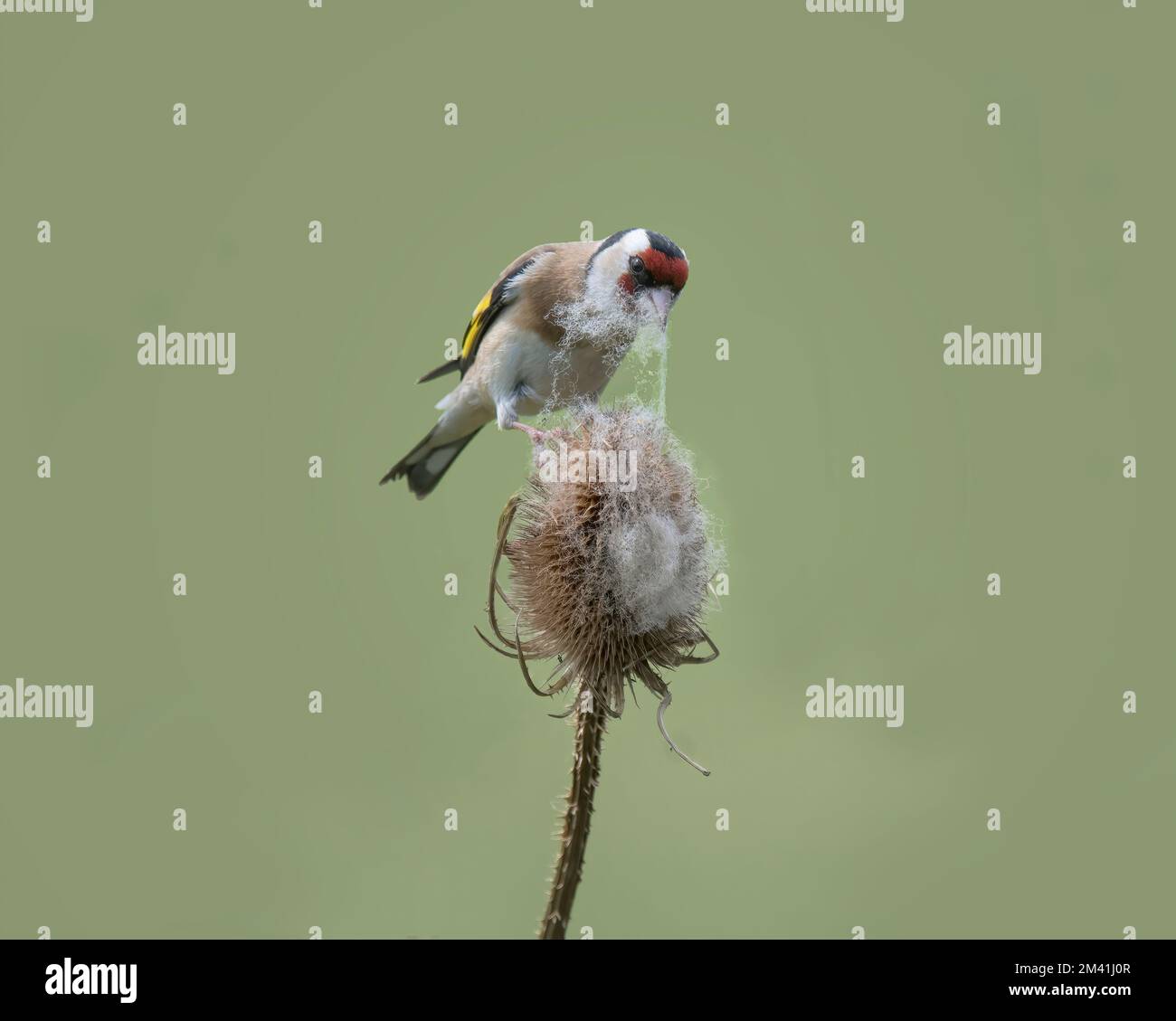 Eurasian goldfinch, Carduelis carduelis, collecting wool from teasel ...
