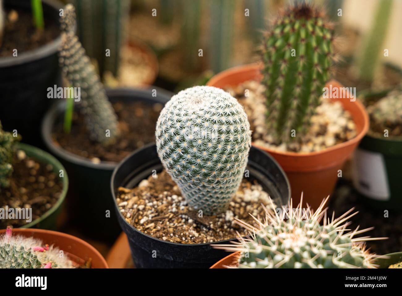 The white Cactus at a plant nursery Stock Photo - Alamy
