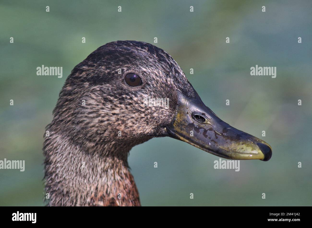 very close shot ao a duck face with blurried background Stock Photo - Alamy