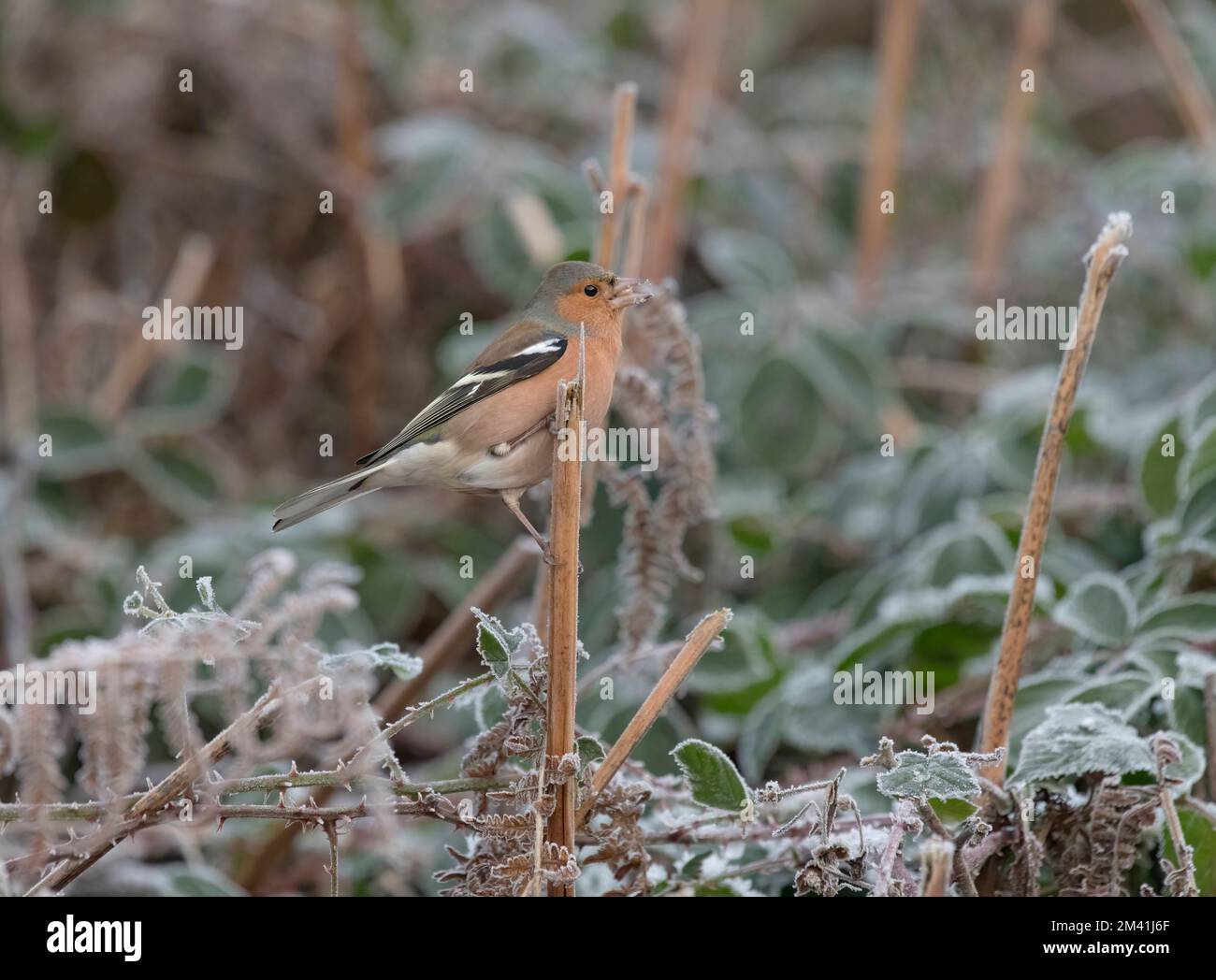 On frosty stick hi-res stock photography and images - Alamy