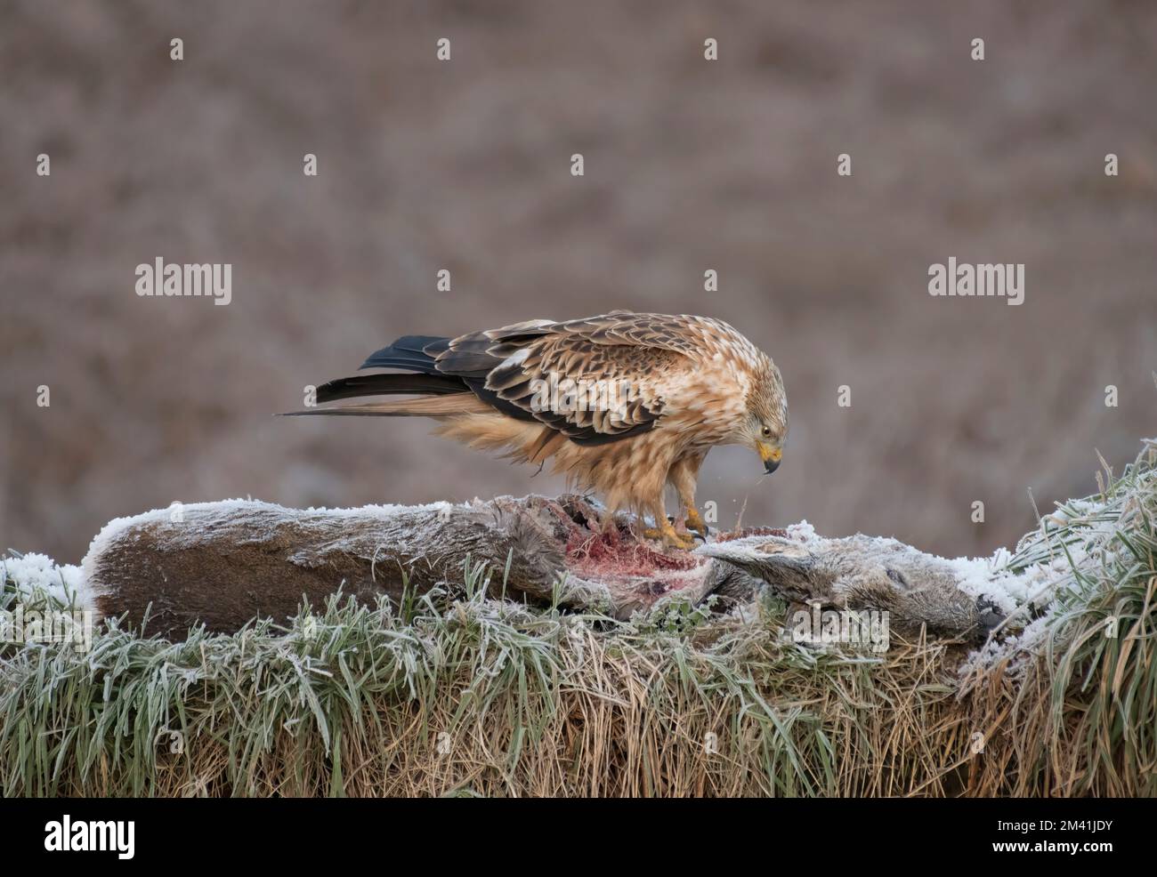 Juvenile Red Kite, Milvus milvus, on frozen deer carcass in winter, in ...