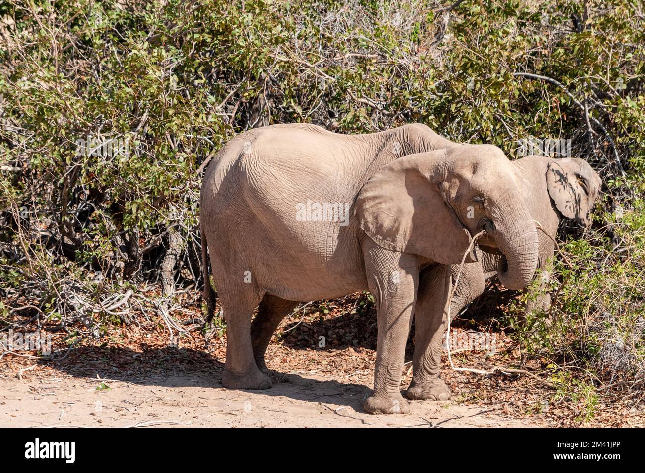Namibia and desert elephant and dune hi-res stock photography and ...