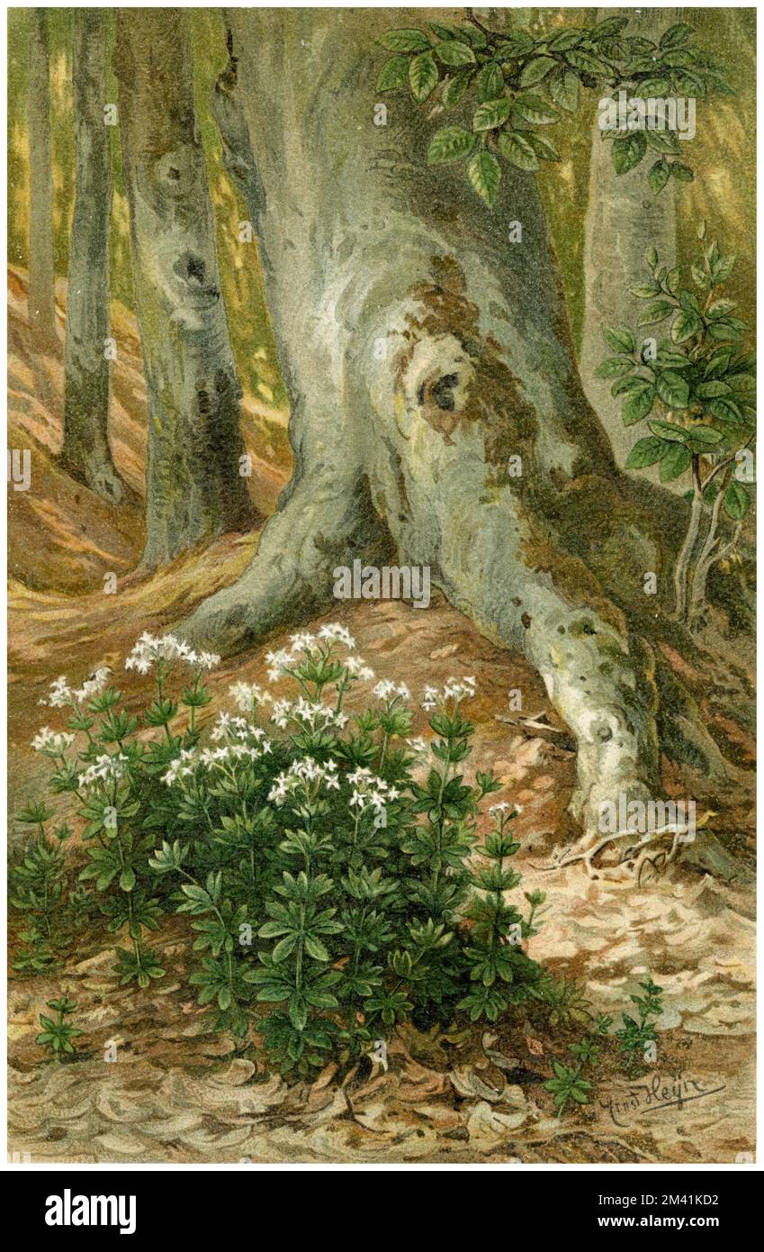 sweetscented bedstraw in the beech forest Galium odoratum, Heyn, Ernst ...