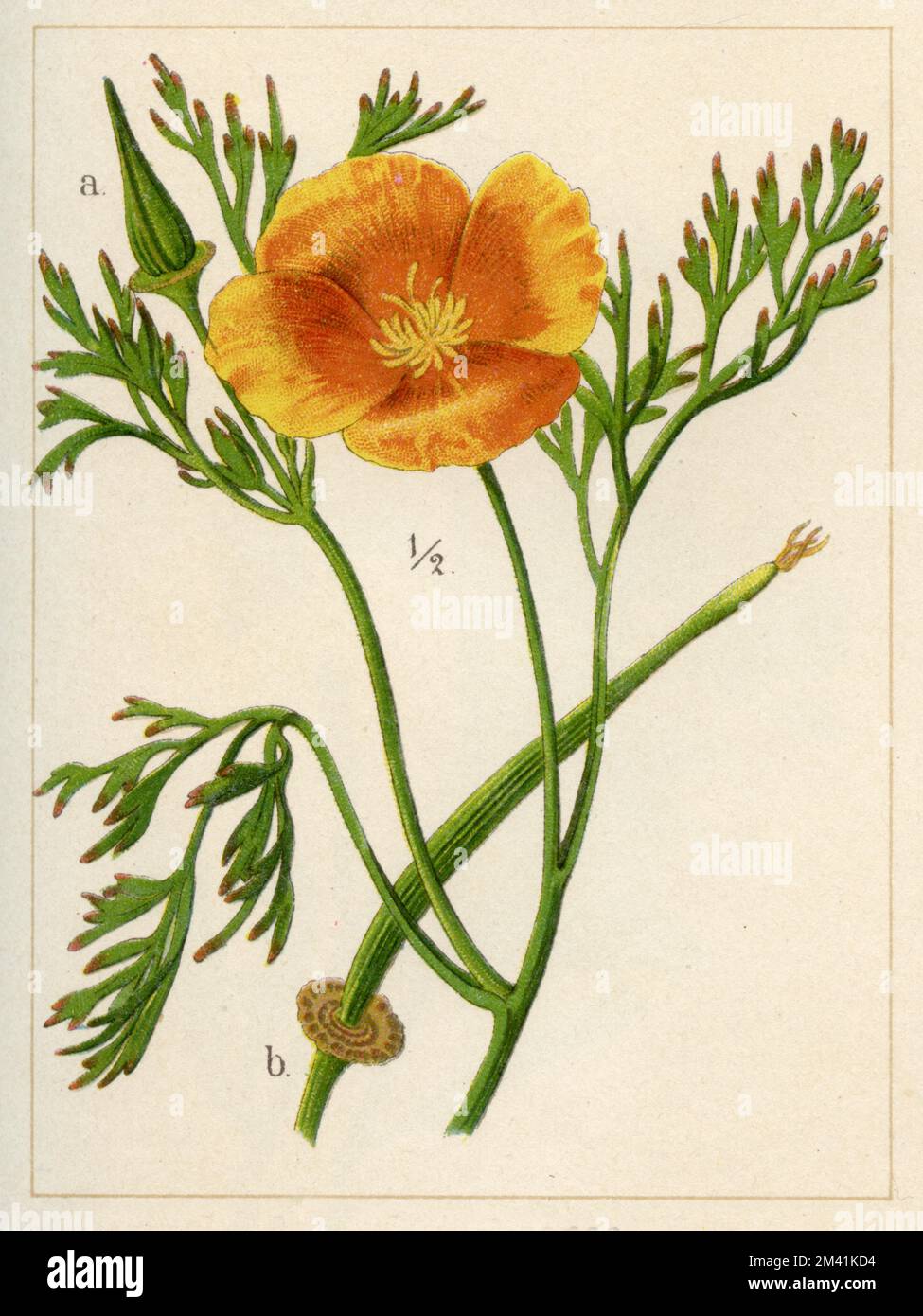 Eschscholzia californica Eschscholzia californica, (garden book, 1896 ...