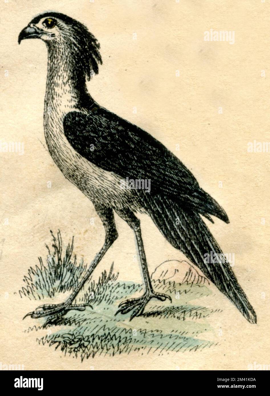Aigle jean le blanc hi-res stock photography and images - Alamy