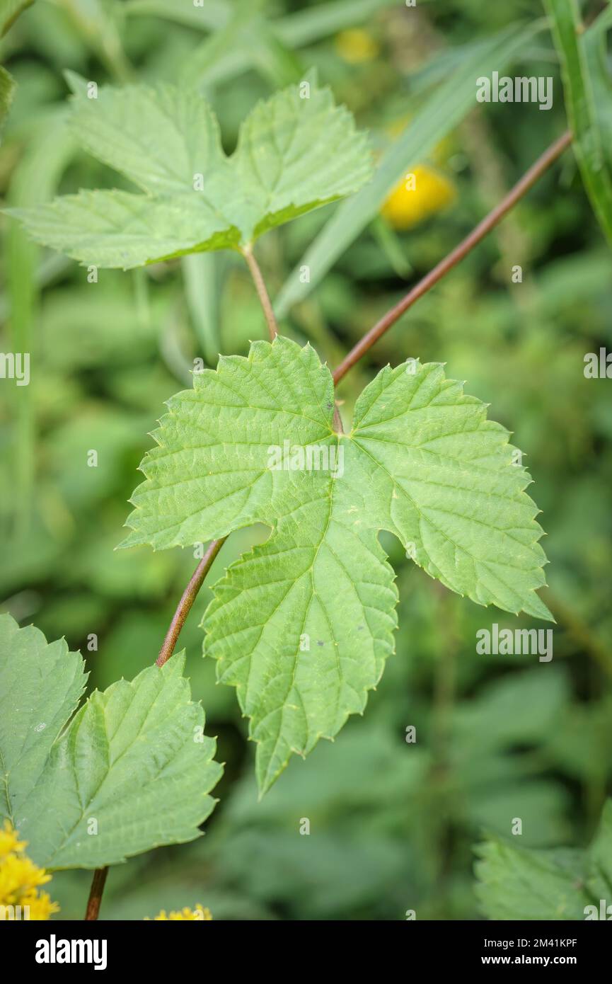 Natural closeup on a green leaf of common hop, Humulus lupulus Stock ...
