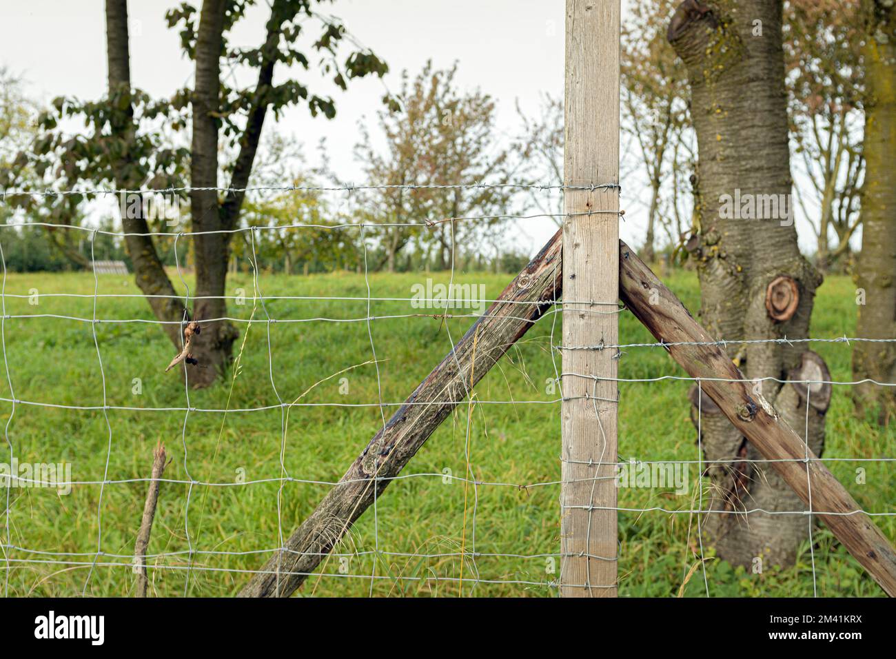 Simple garden fence made of wooden posts and barbed wire Stock Photo ...