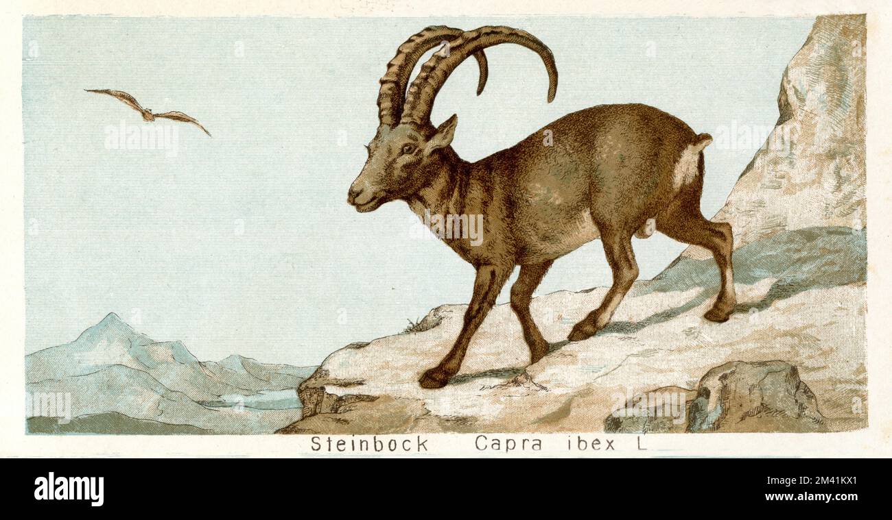 Alpine ibex Capra ibex, (biology book, 1884), Alpensteinbock Stock ...