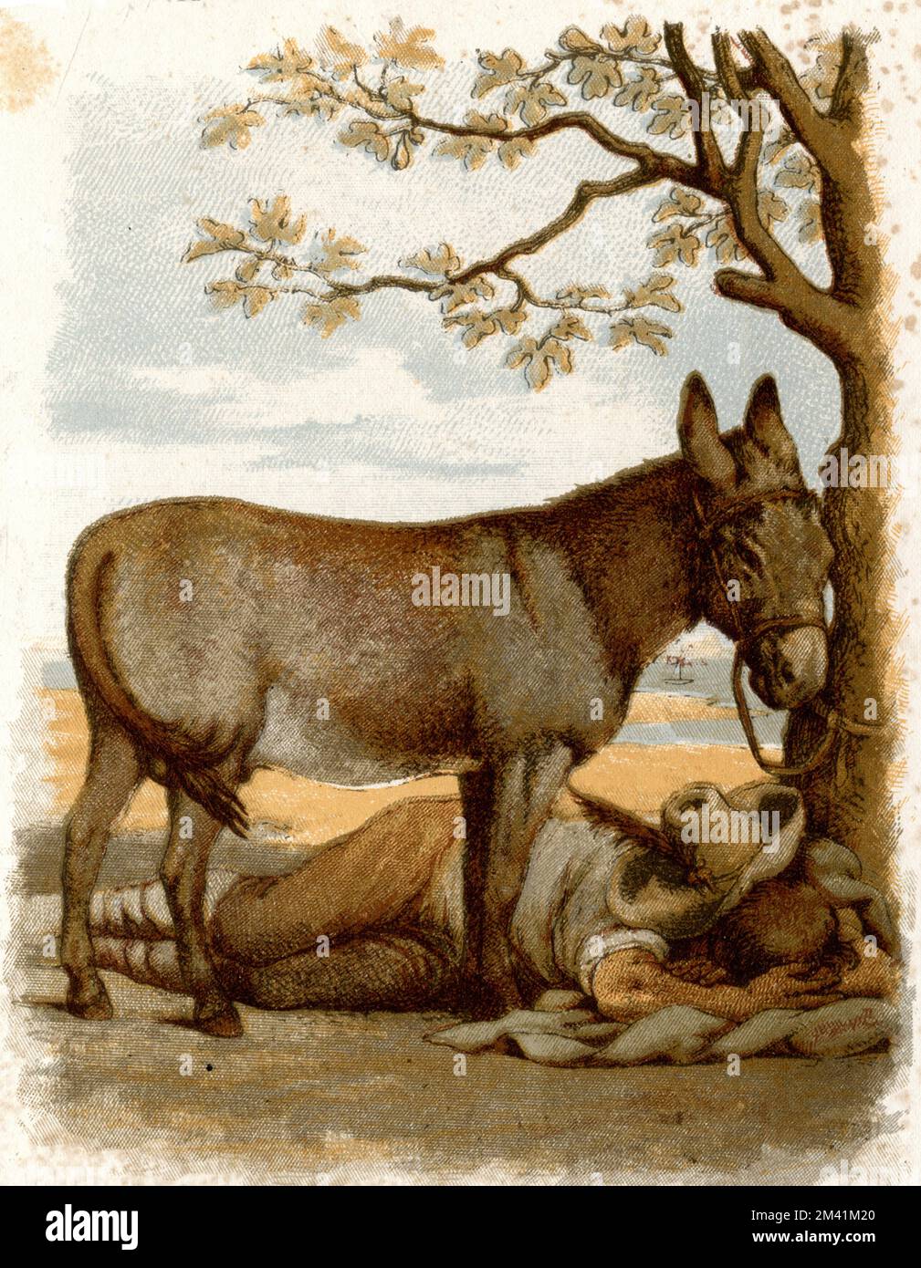 donkey Equus africanus asinus, (biology book, 1884), Hausesel Stock ...