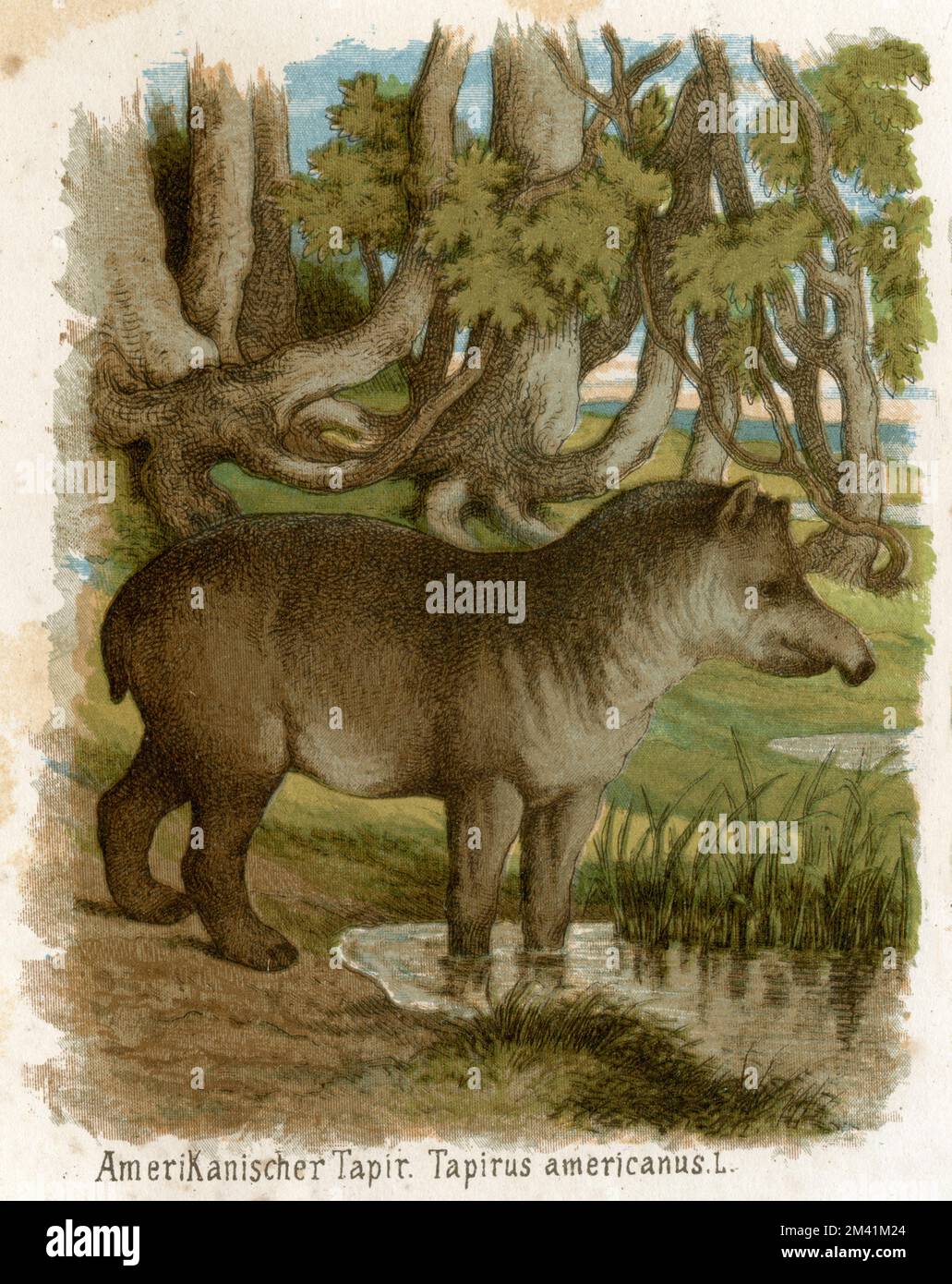 Brasilianischer tapir hi-res stock photography and images - Alamy