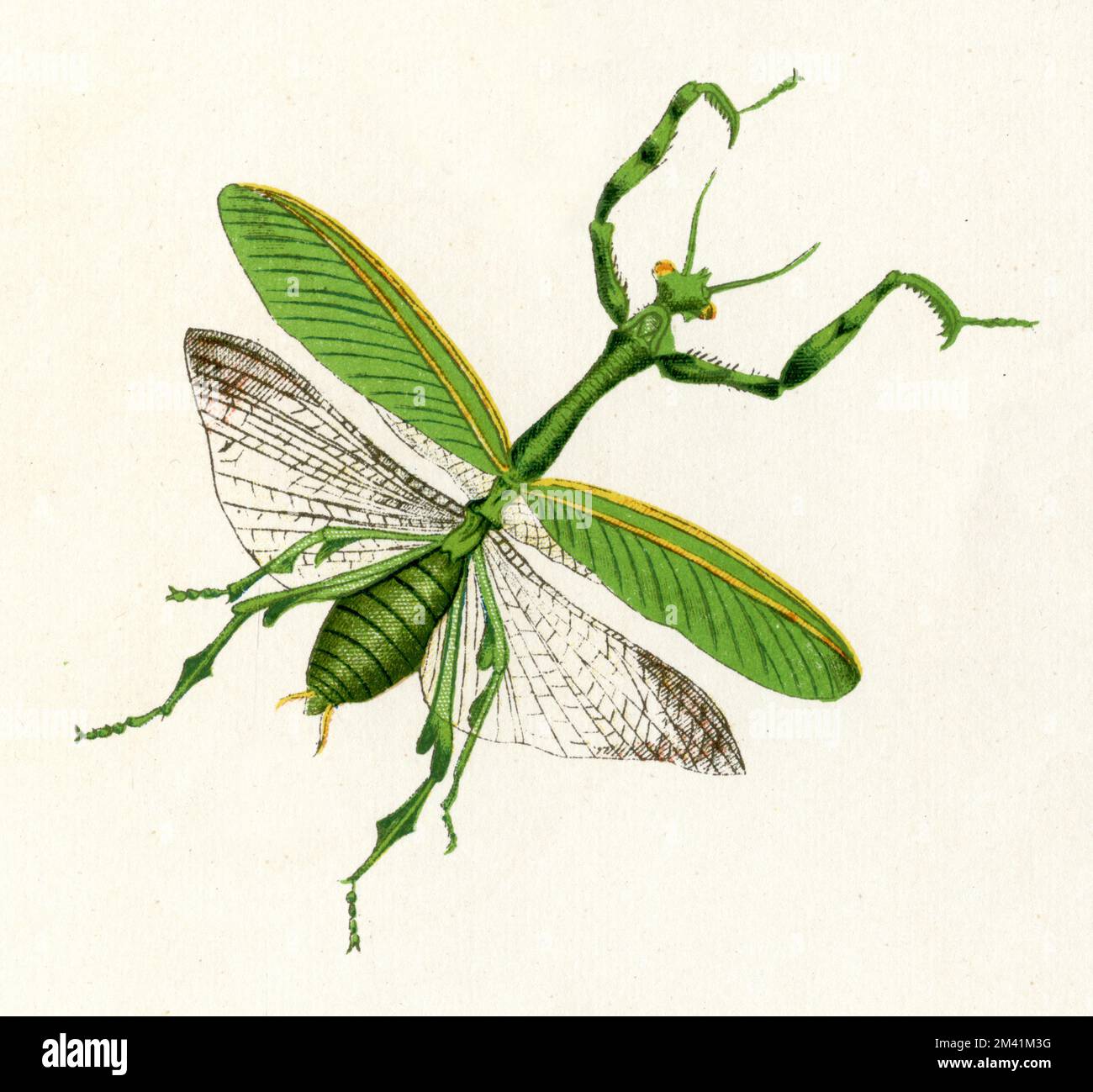 praying mantis Mantis religiosa, (biology book, 1884), Gottesanbeterin ...