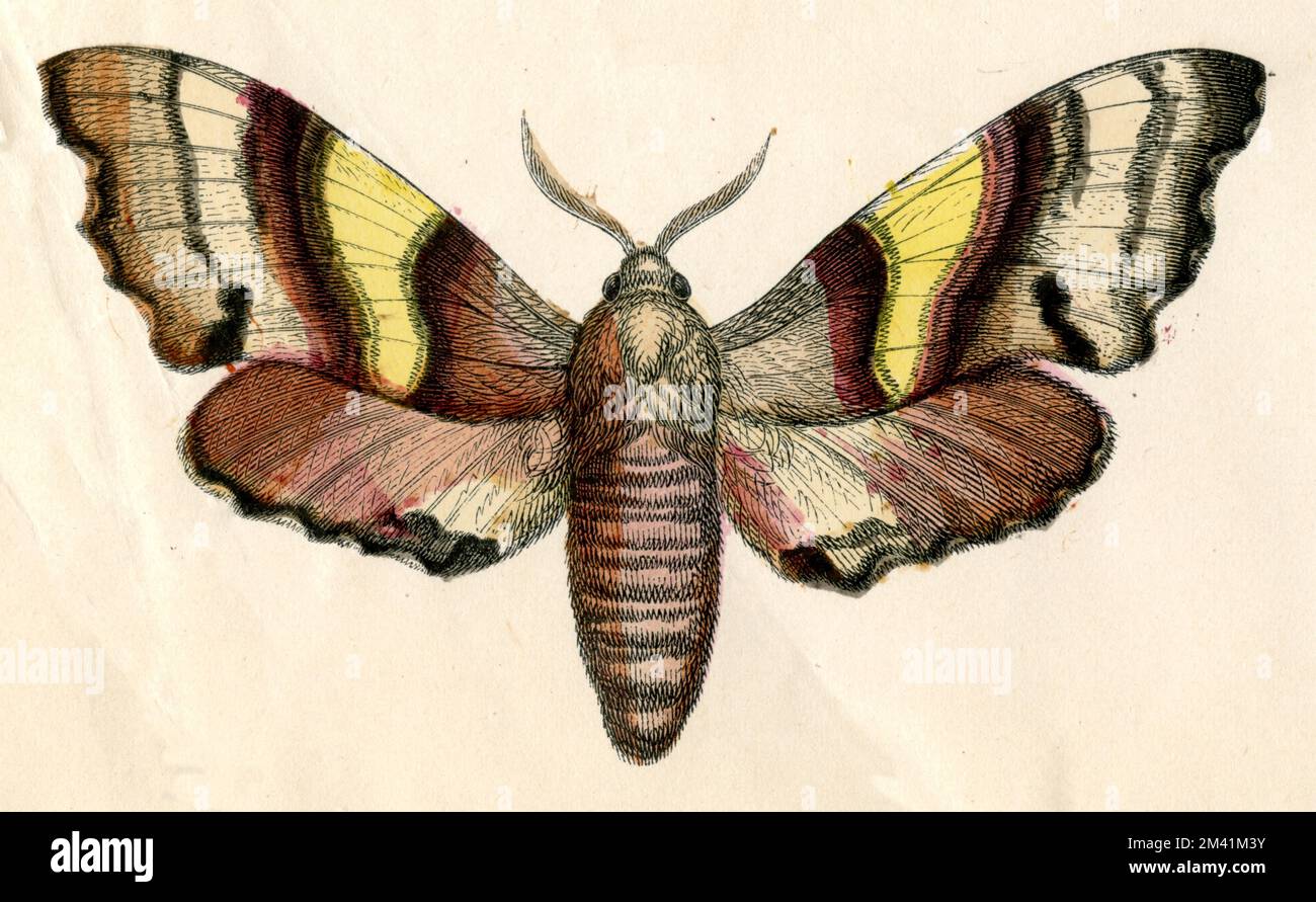 oak hawk-moth, female Marumba quercus, (picture book, ca. 1910 ...