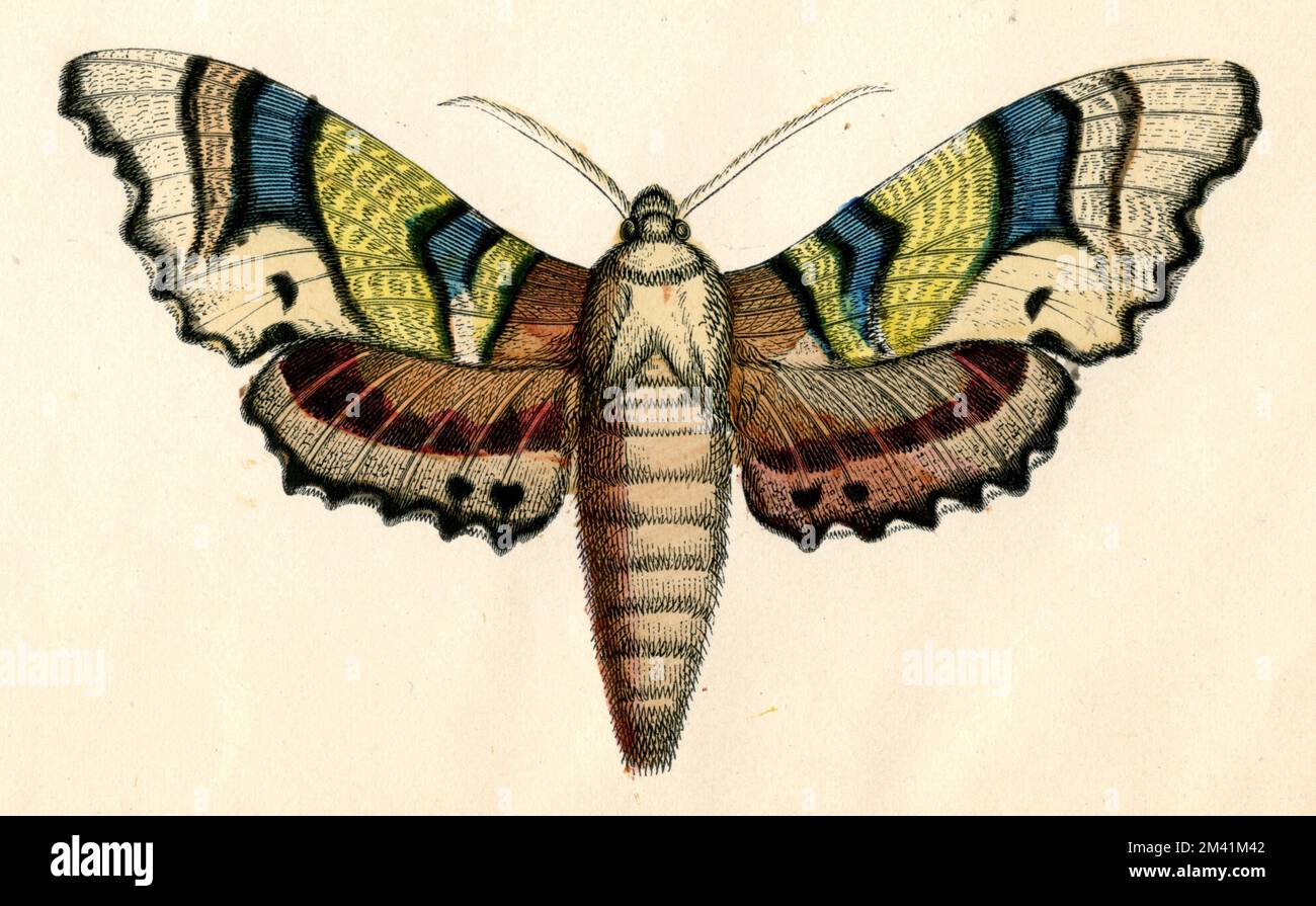 oak hawk-moth, male Marumba quercus, (picture book, ca. 1910 ...