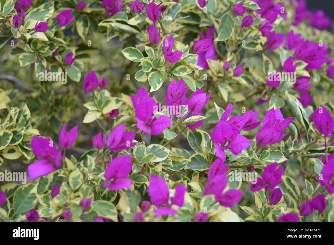 Bougainvillea spectabilis plant Stock Photo - Alamy
