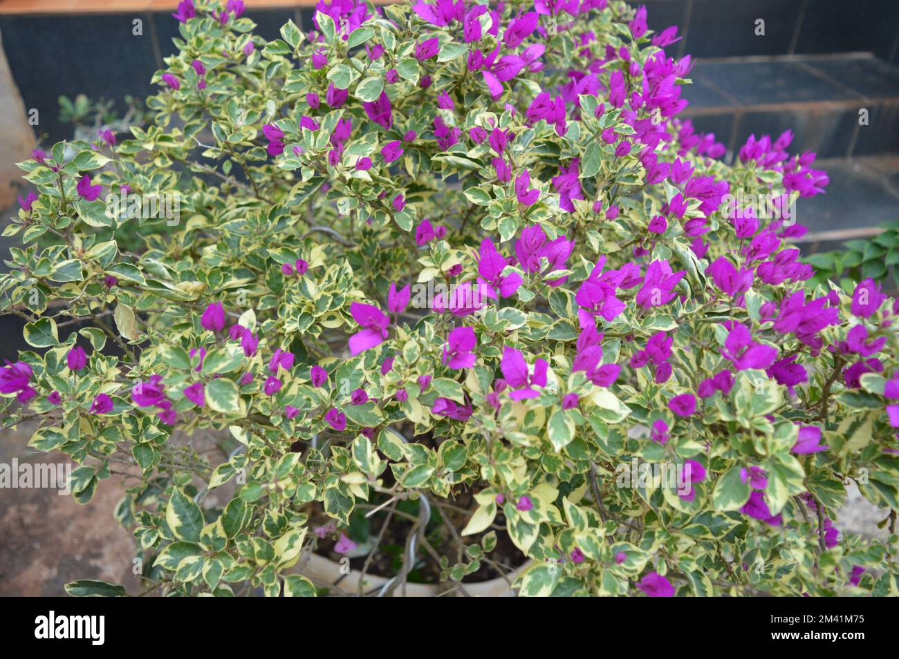 Bougainvillea spectabilis plant Stock Photo - Alamy