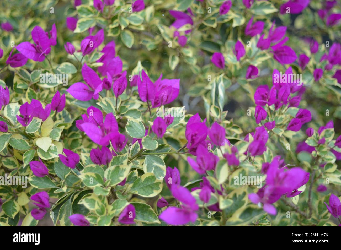 Bougainvillea spectabilis plant Stock Photo - Alamy