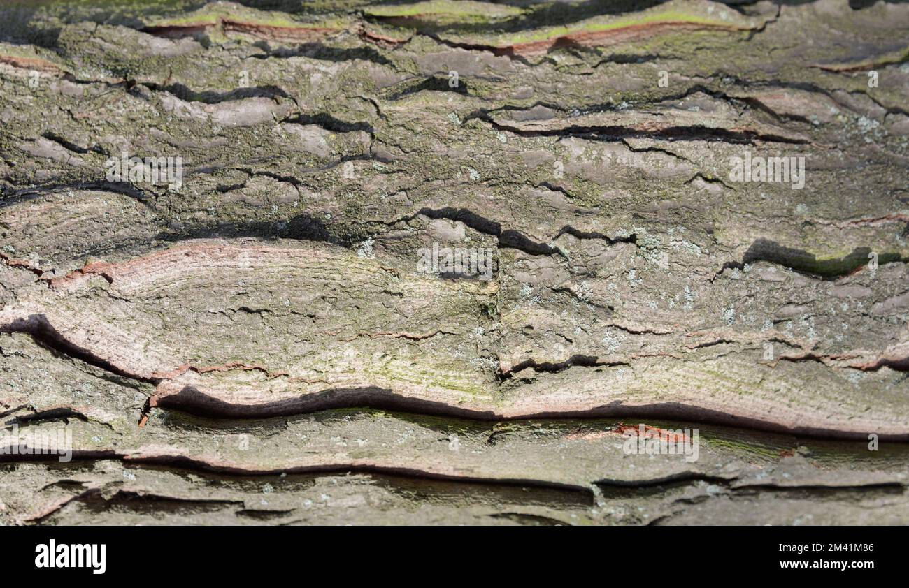 Wood texture with detail. Close-up Stock Photo - Alamy