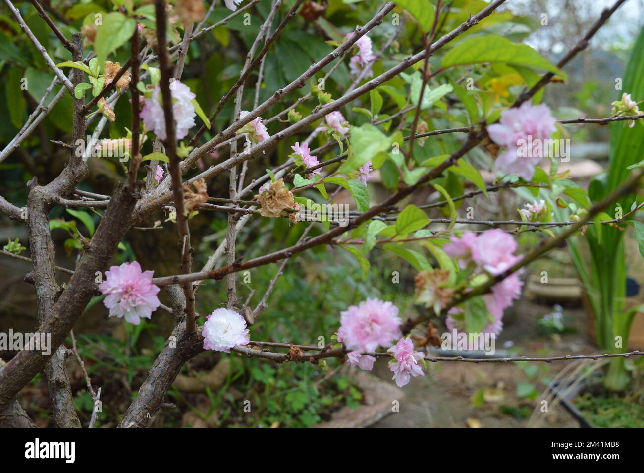 Beautiful Pink Peach Blossoms in a Garden Stock Photo - Alamy