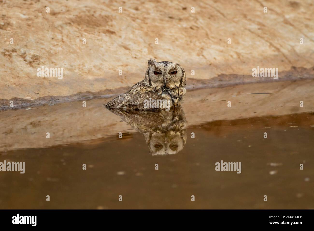 Closeup view of a indian scops owl or Otus bakkamoena owlet bird with ...