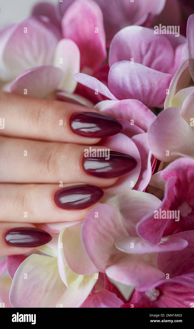 Beautiful hands of a young woman with dark red manicure on nails ...