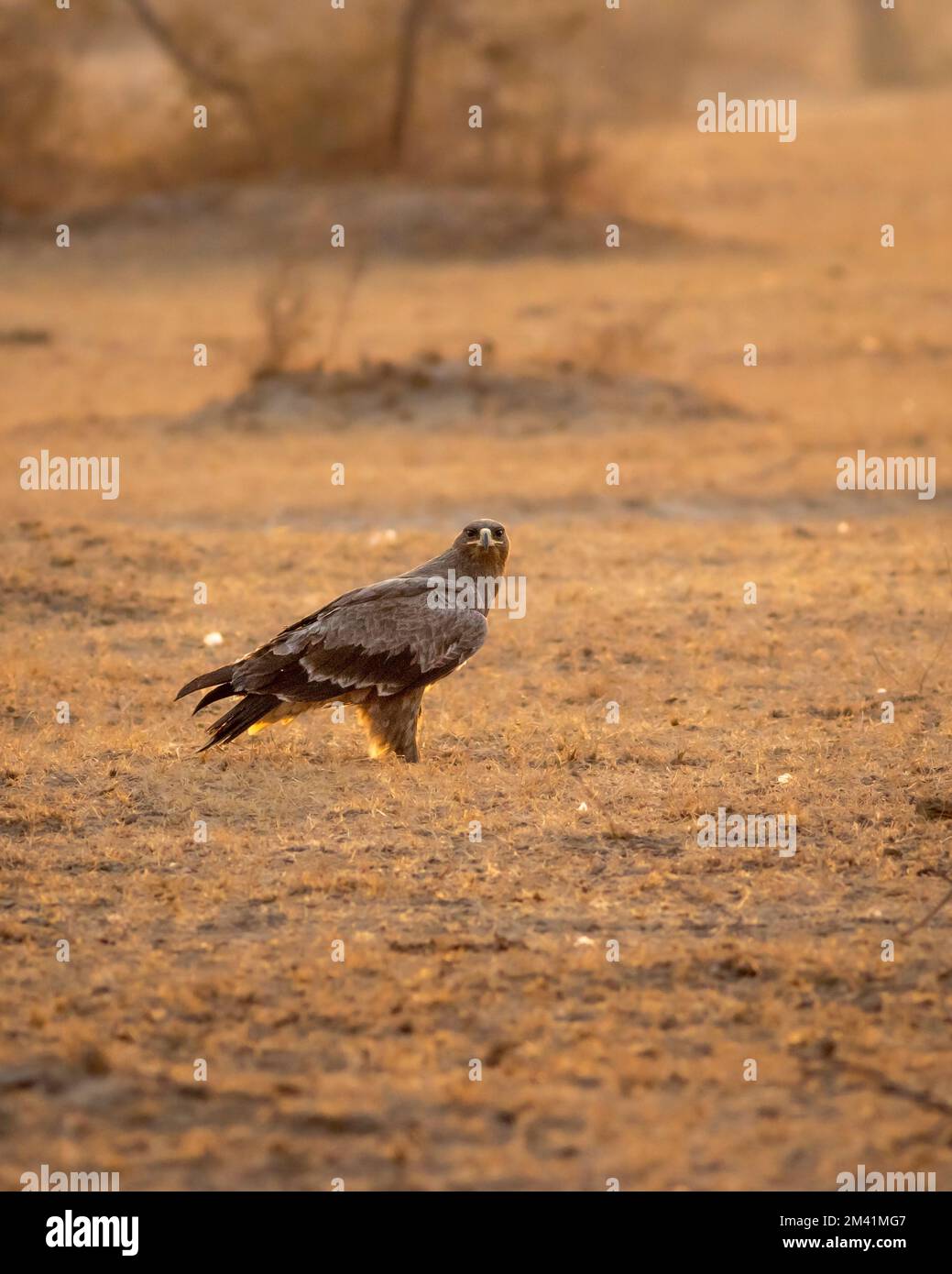 Steppe eagle or Aquila nipalensis with wingspan in golden hour light ...