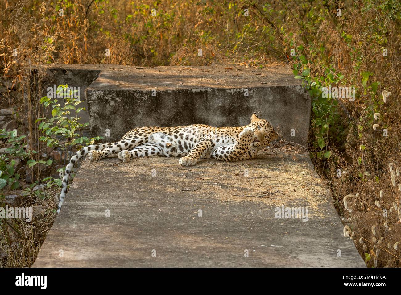 wild male leopard or panther or panthera pardus fusca with eye contact ...