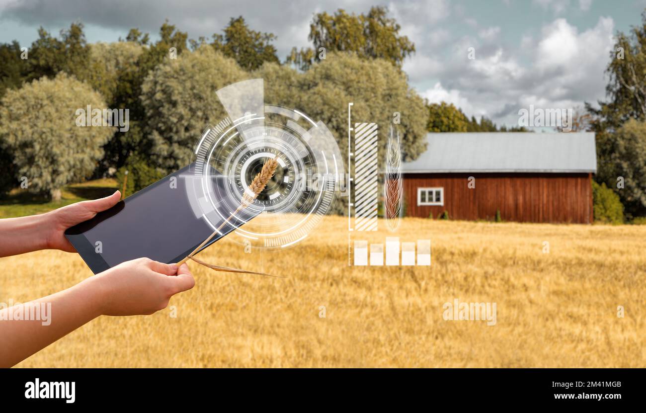 Farmer with digital tablet holds an ear of wheat. Grain ripeness ...