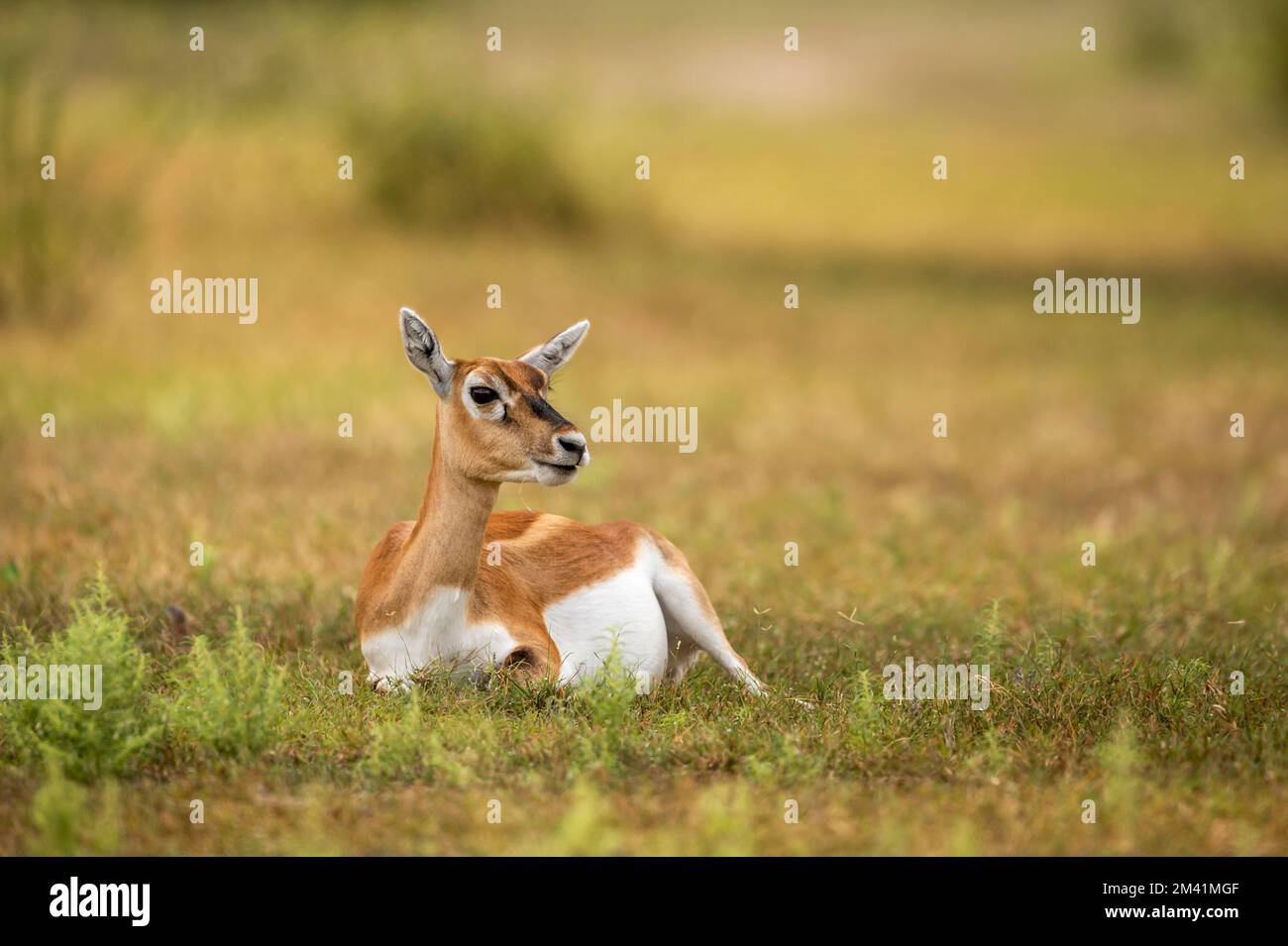wild female blackbuck or antilope cervicapra or indian antelope closeup ...