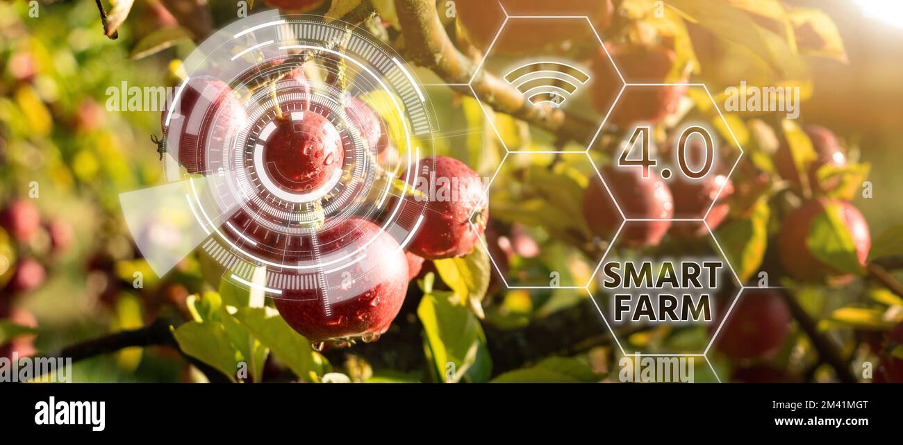 Apples on a tree with infographics. Smart farming and precision ...