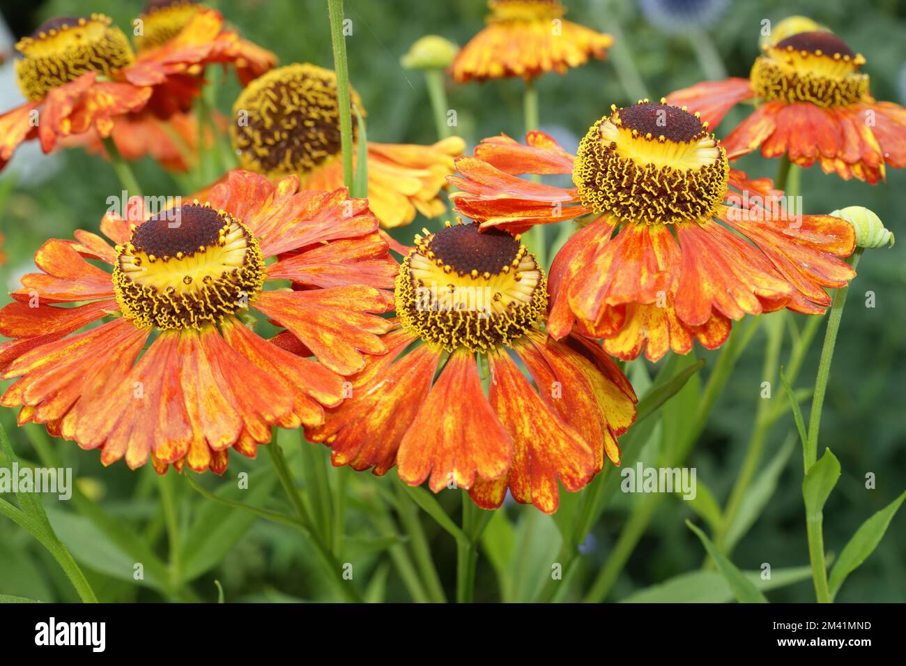 Natural closeup on the colorful orange blossoming common sneezeweed ...