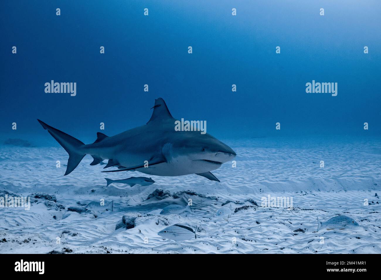 Bull shark in fresh water hi-res stock photography and images - Alamy