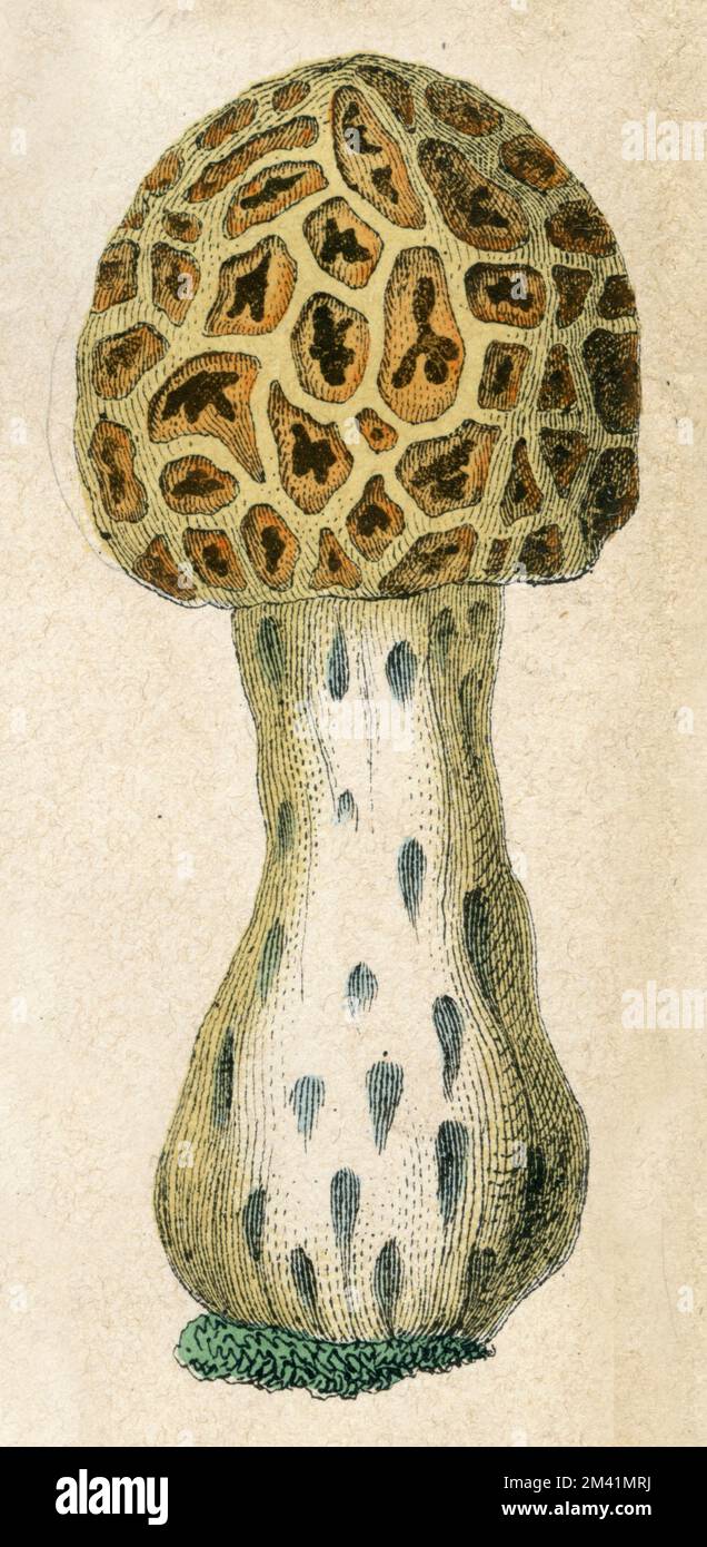 common morel Morchella esculenta, (botany book, 1879), Speise-Morchel ...