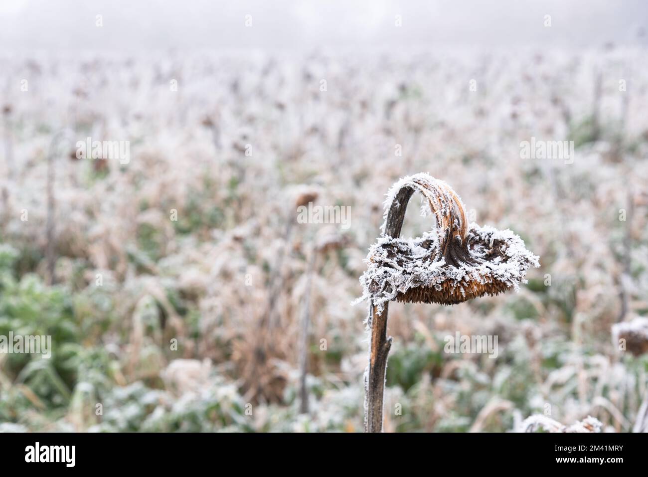 Field of dead sunflowers covered in frost Stock Photo - Alamy
