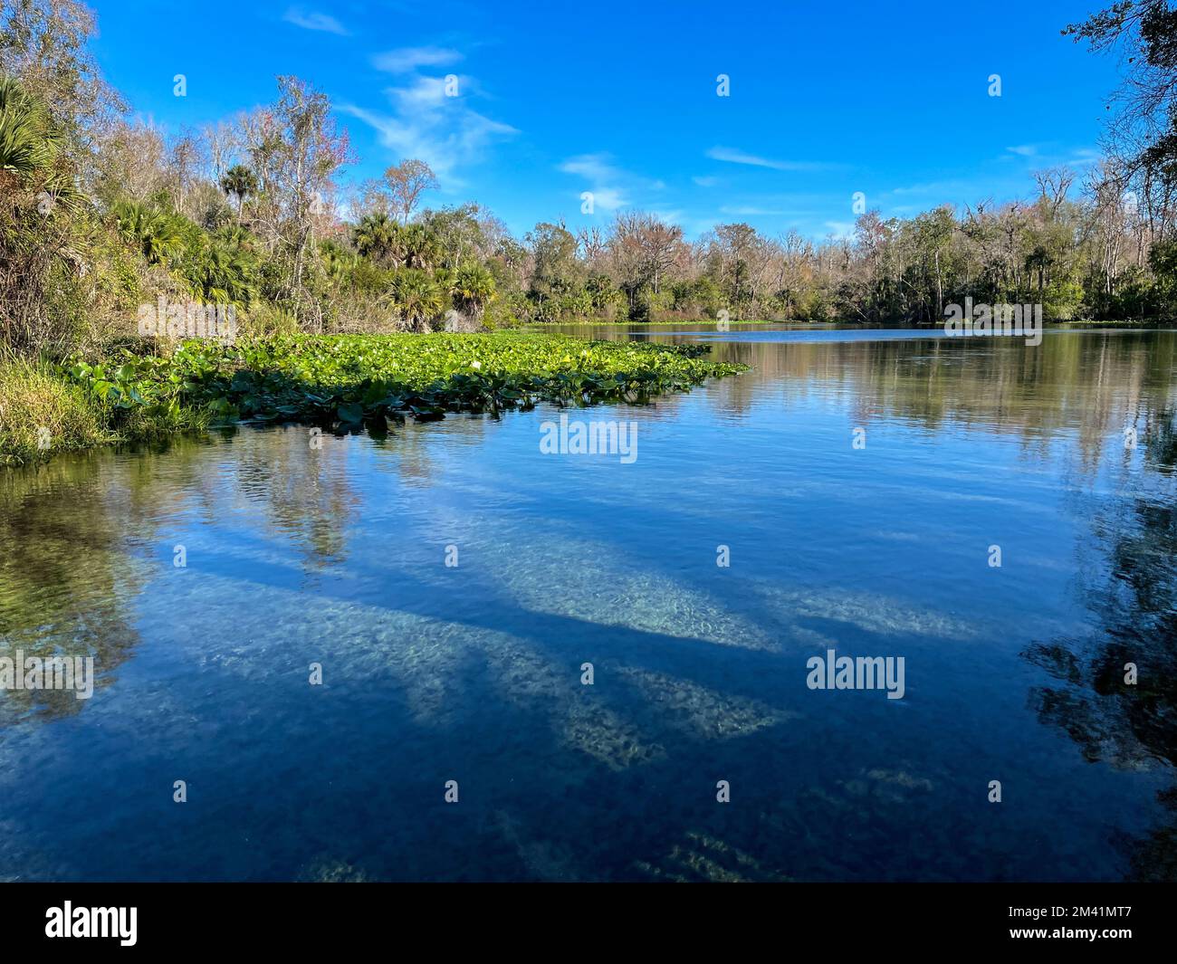 A clear Florida Spring in Orlando, Florida area Stock Photo - Alamy