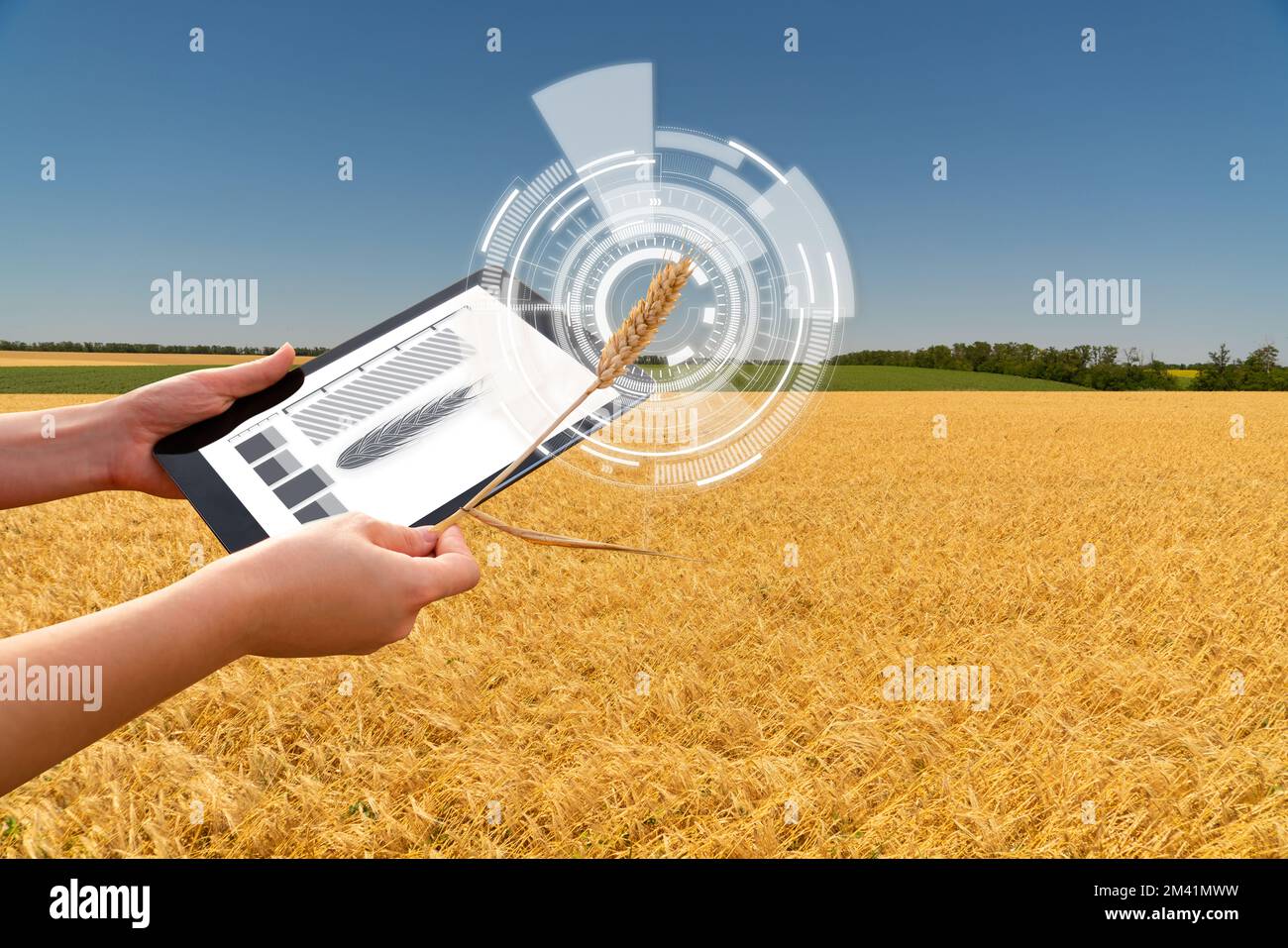 Farmer with digital tablet holds an ear of wheat. Grain ripeness ...