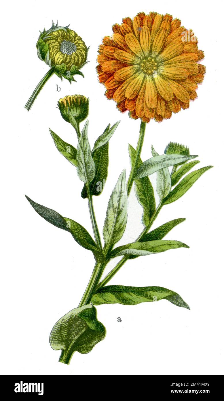 Garden Marigold Calendula officinalis, (botany book, 1909), Ringelblume ...