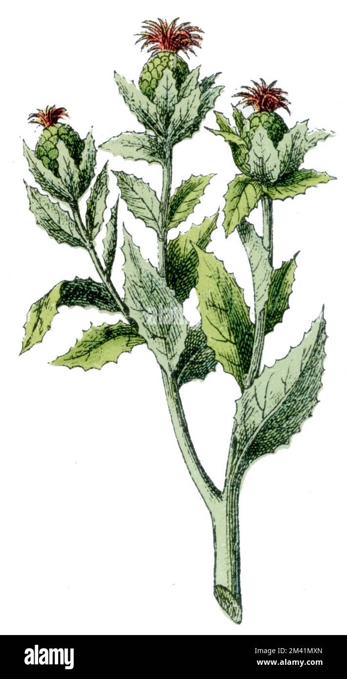 Carthamus tinctorius illustration hi-res stock photography and images ...