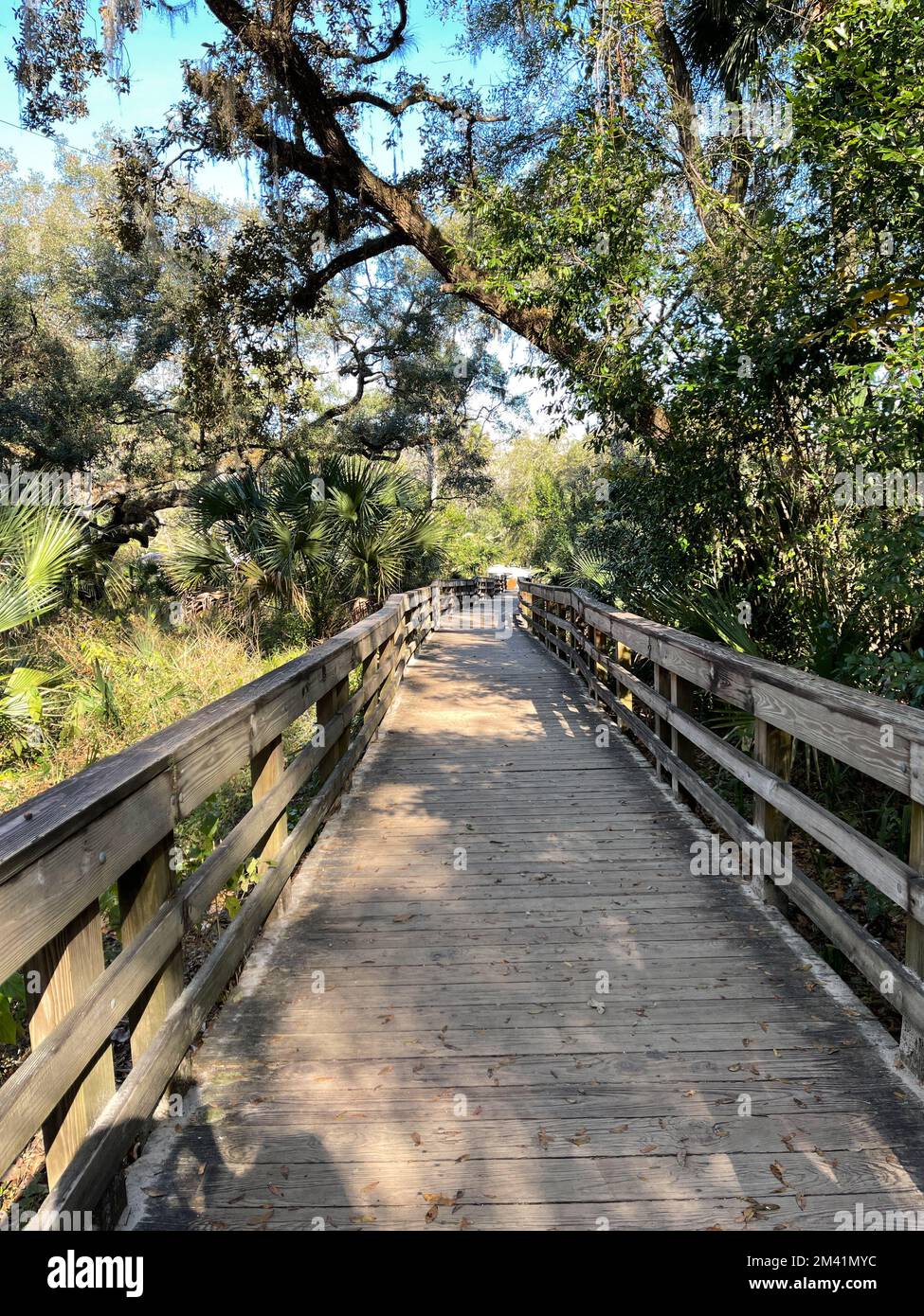 The hiking trails at a State Park in Orlando, Florida Stock Photo - Alamy