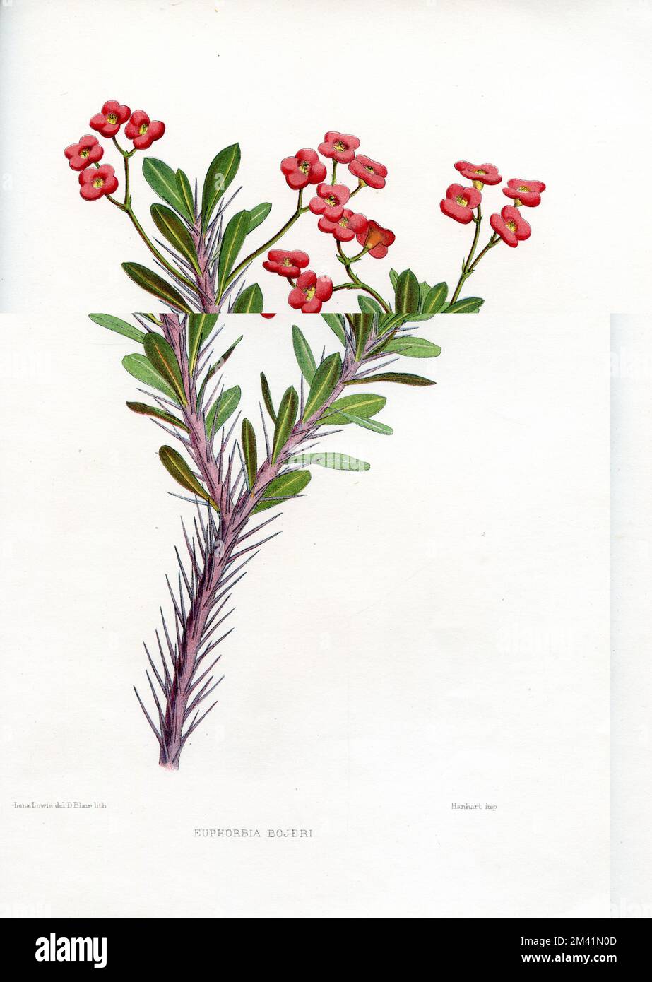 Christ plant Euphorbia milii, Lena Lowis (botany book, 1878 ...