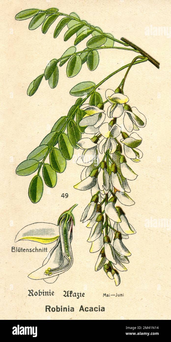 Black Locust Robinia pseudoacacia, (botany book, ca. 1915), Robinie ...