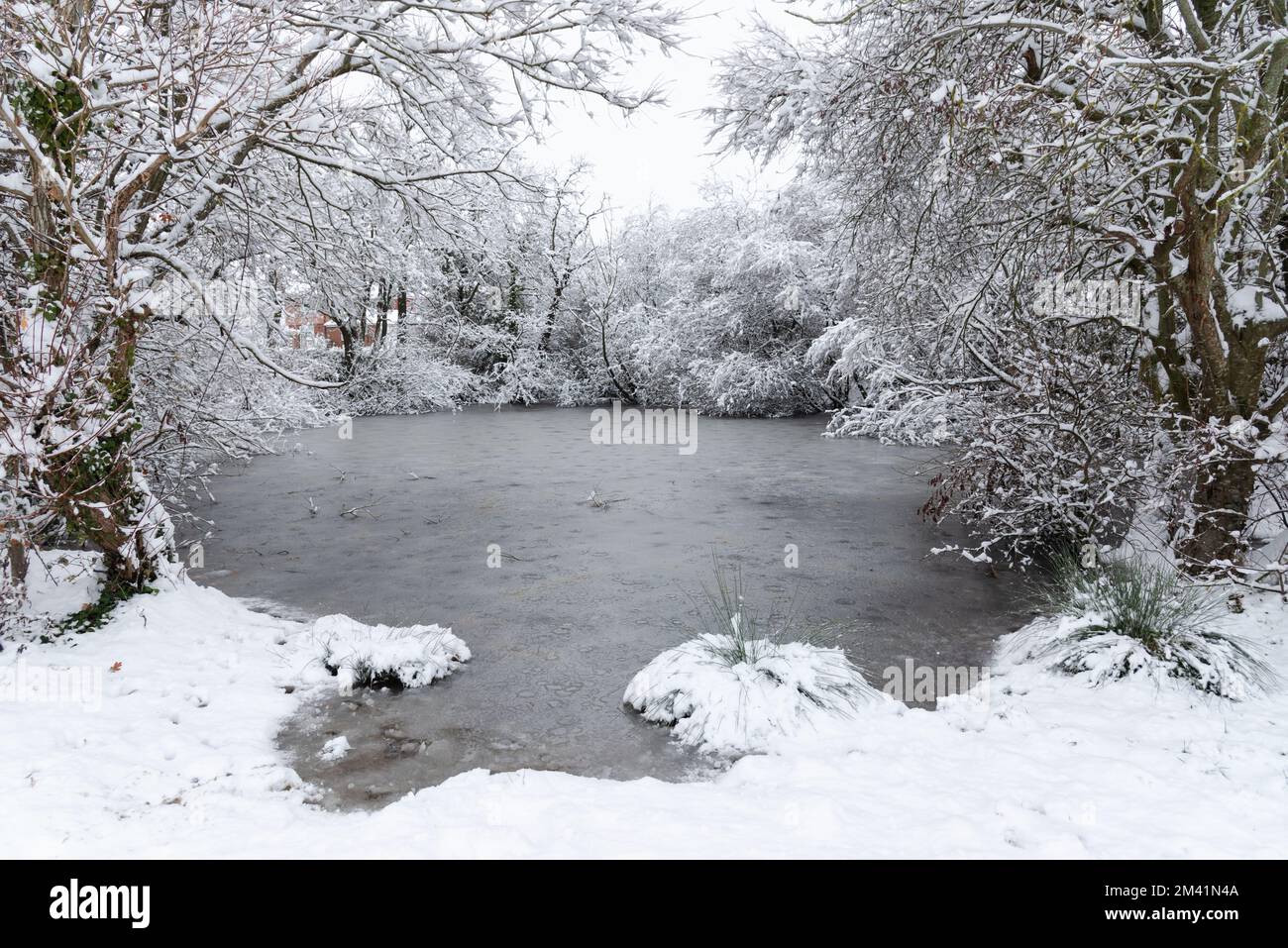 Frozen snowy pond and trees Stock Photo - Alamy