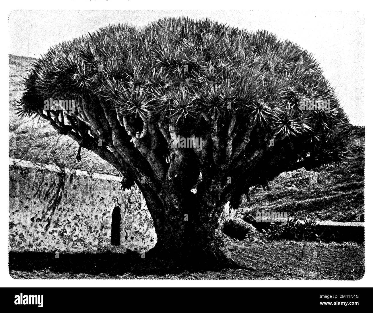 Dragon Tree Dracaena draco, (botany book, 1899), Drachenbaum Stock ...