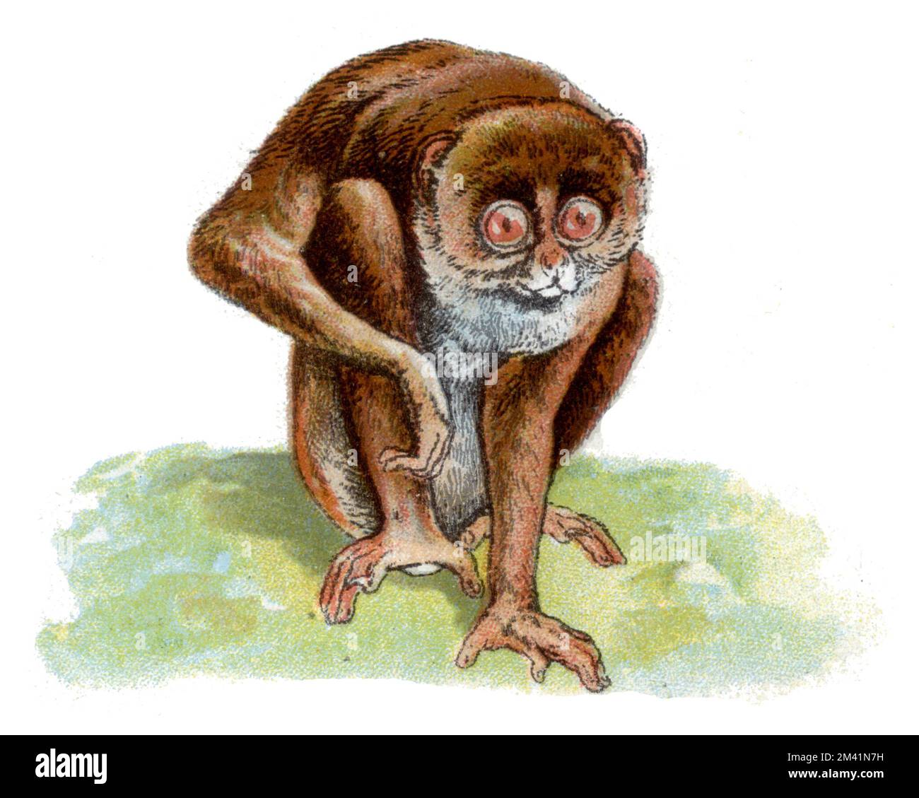 Red Slender Loris