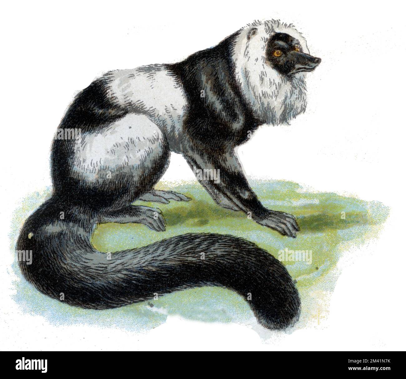 Maki noir et blanc hi-res stock photography and images - Alamy