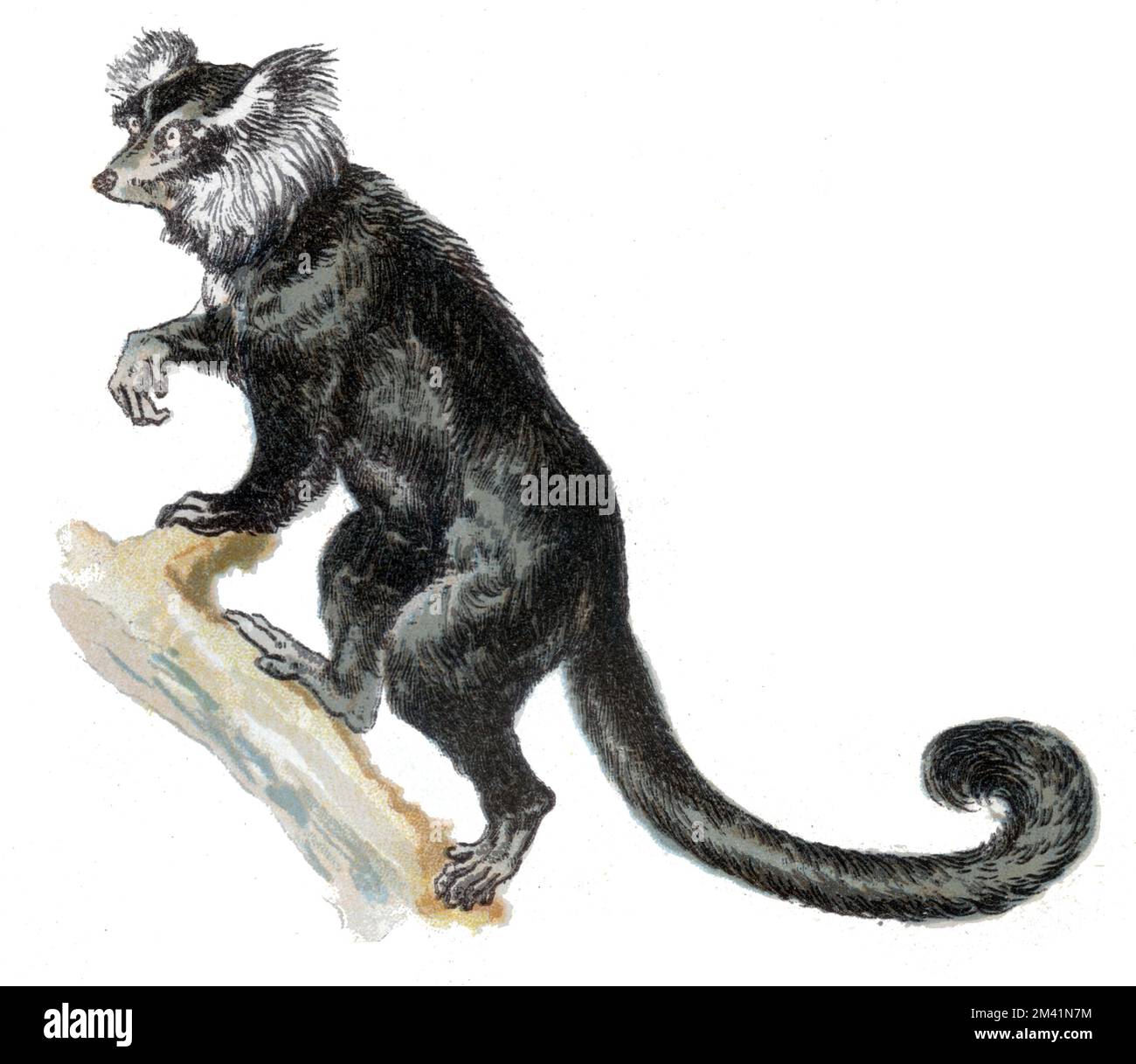 Common lemur Cut Out Stock Images & Pictures - Alamy