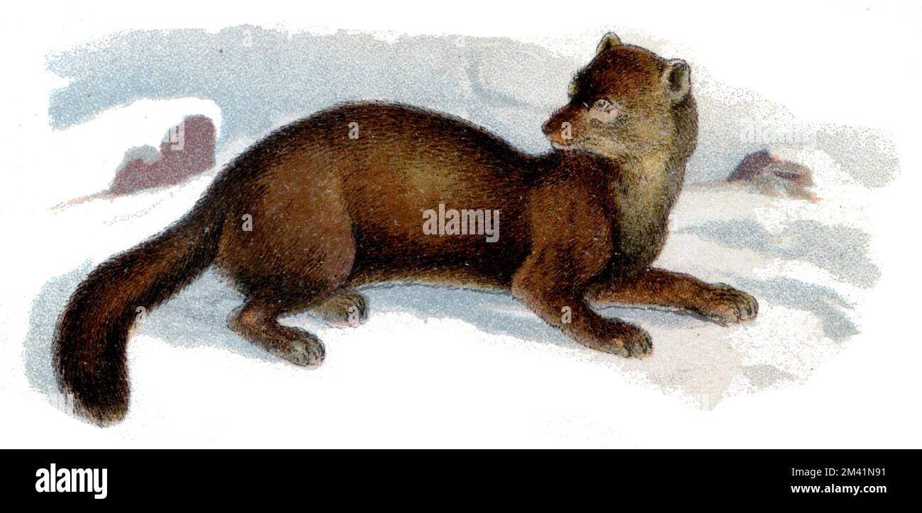 sable Martes zibellina, (zoology book, 1913), Zobel Stock Photo - Alamy