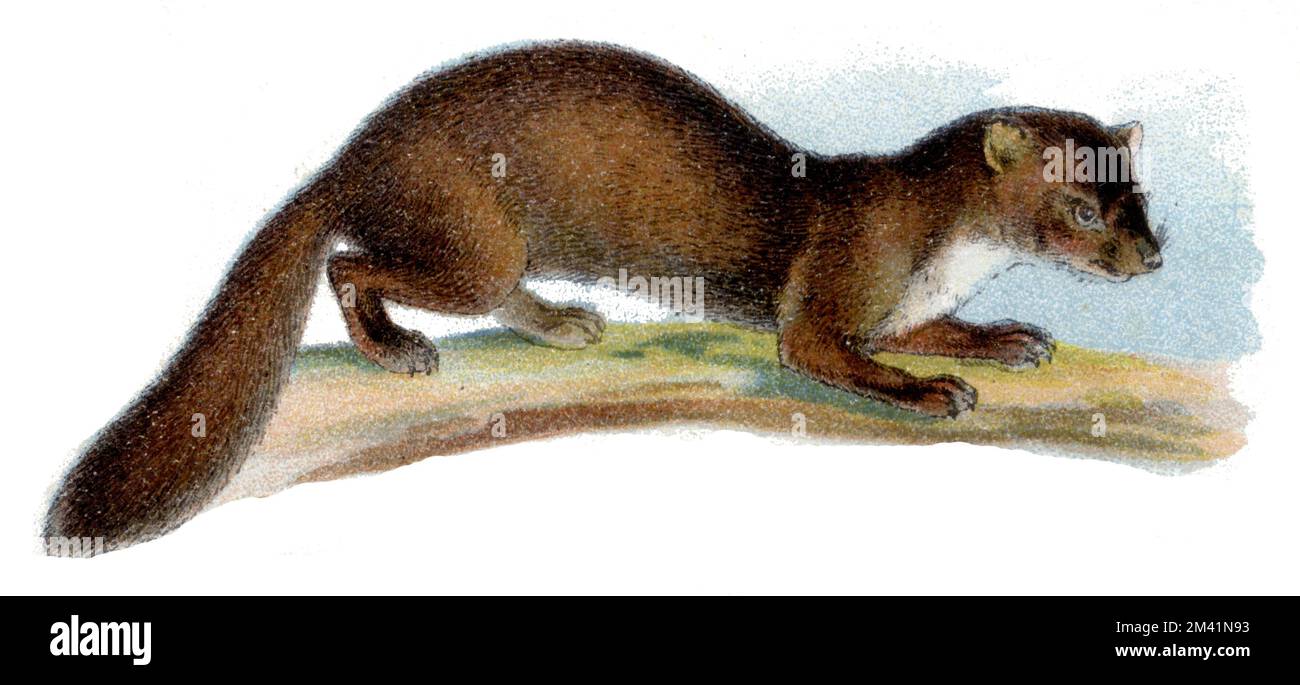 Beech Marten Martes foina, (zoology book, 1913), Steinmarder Stock ...
