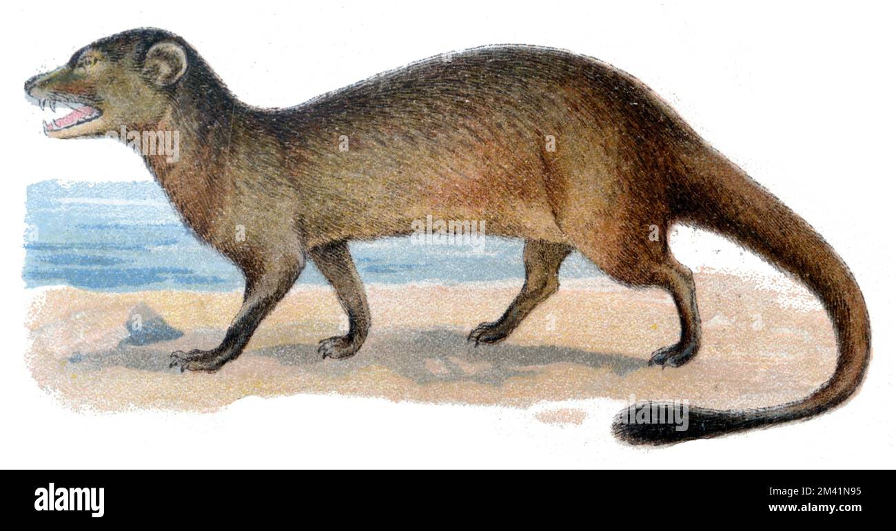 Egyptian mongoose Herpestes ichneumon, (zoology book, 1913), Ichneumon ...